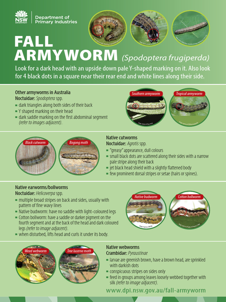 Fall Armyworm Poster | PDF | Organisms | Insects And Humans