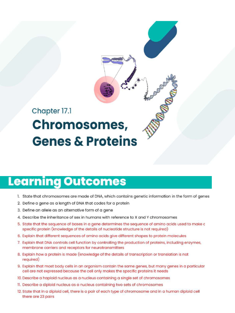 Understanding Genes and Protein Synthesis | PDF | Ploidy | Gene