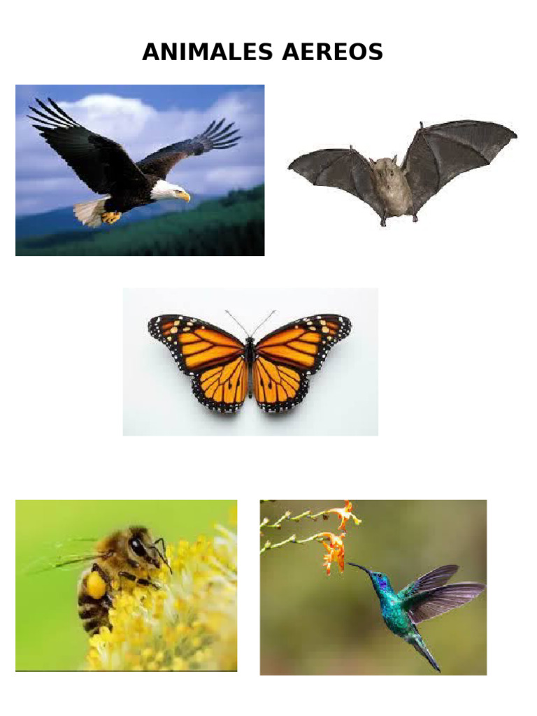 Animales Aereos Acuaticos y Terrestres | PDF