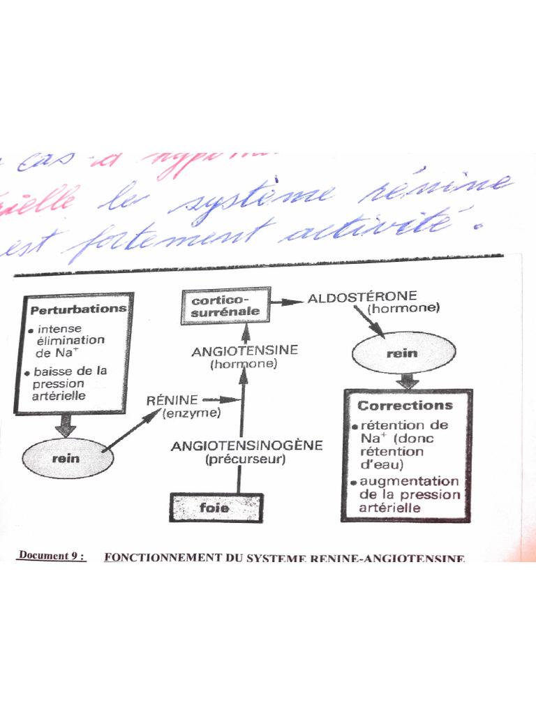 SVT Schéma de Fonctionnement Du Système Renine-Angiotensine | PDF