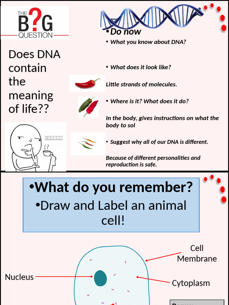 Lesson 1 - DNA Copy | PDF | Dna | Francis Crick