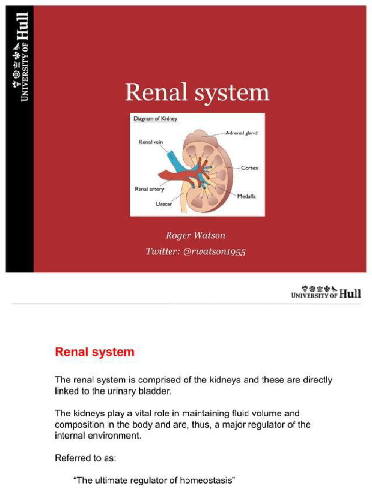 Renal System | PDF