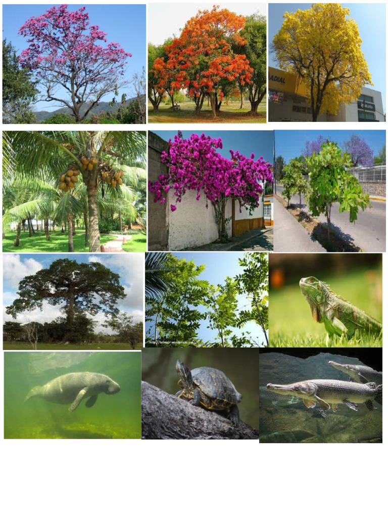 Flora y Fauna de Tabasco | PDF