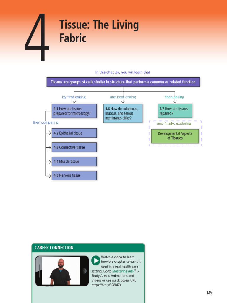 Chapter 4 - Tissue - 12th Edition | PDF | Epithelium | Tissue (Biology)
