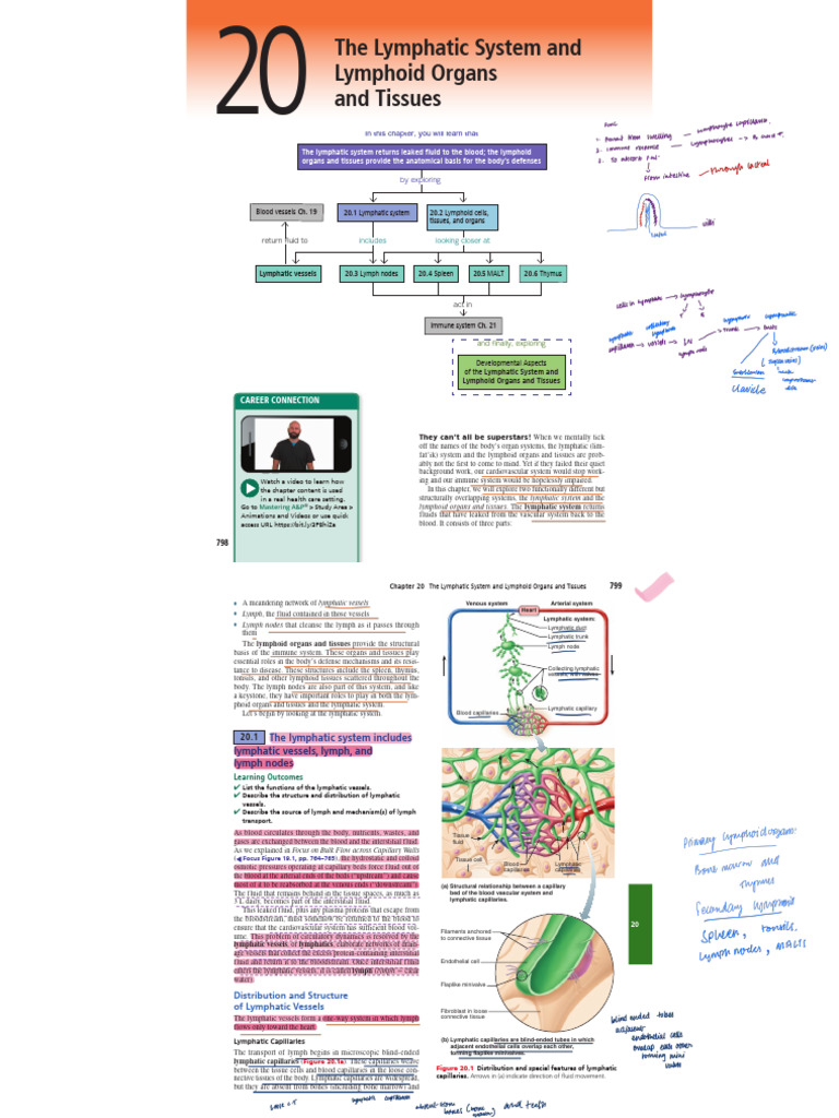 Lymph Tics | PDF | Lymphatic System | Lymph Node