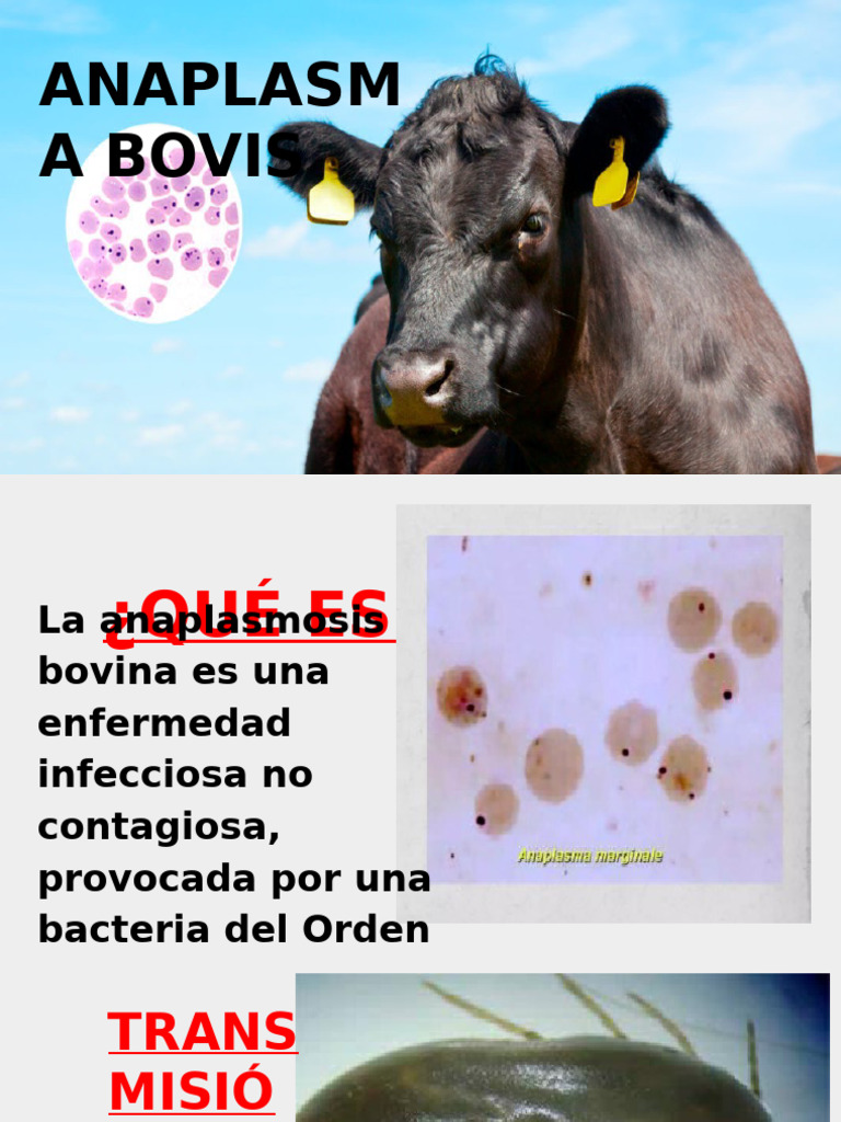 ANAPLASMOSIS BOVINA | PDF