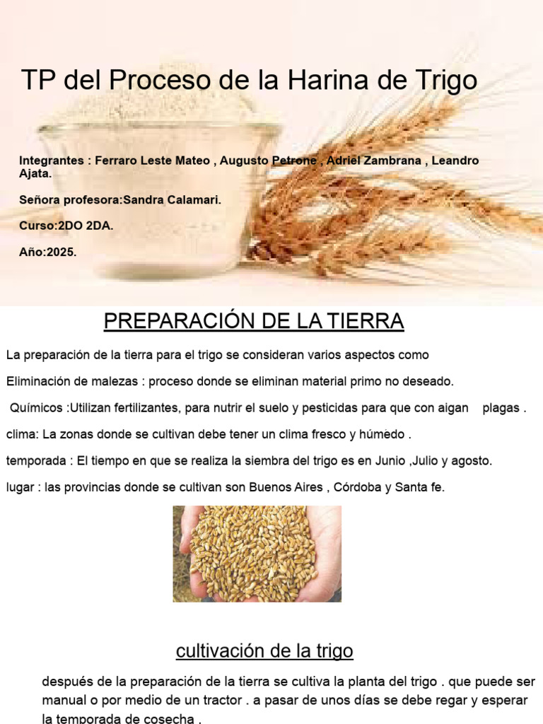 Proceso de Elaboración de Harina de Trigo | PDF | Harina | Molino ...