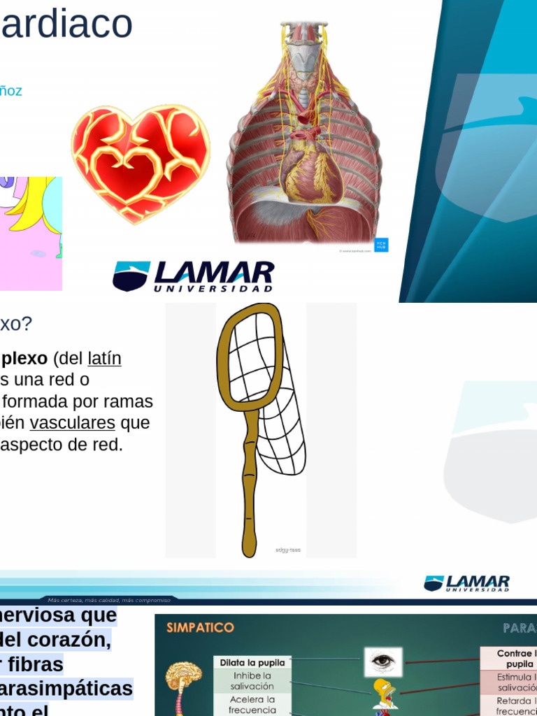 Exposicion Plexo Cardiaco | PDF