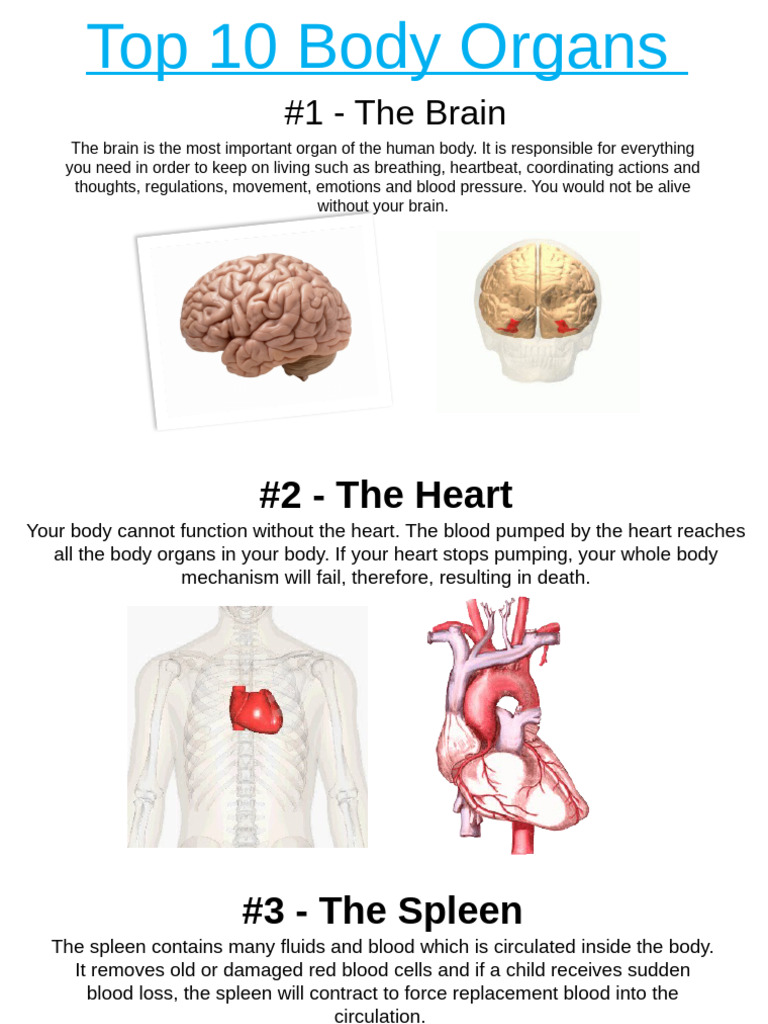 Essential Functions of Top 10 Organs | PDF | Human Body | Blood