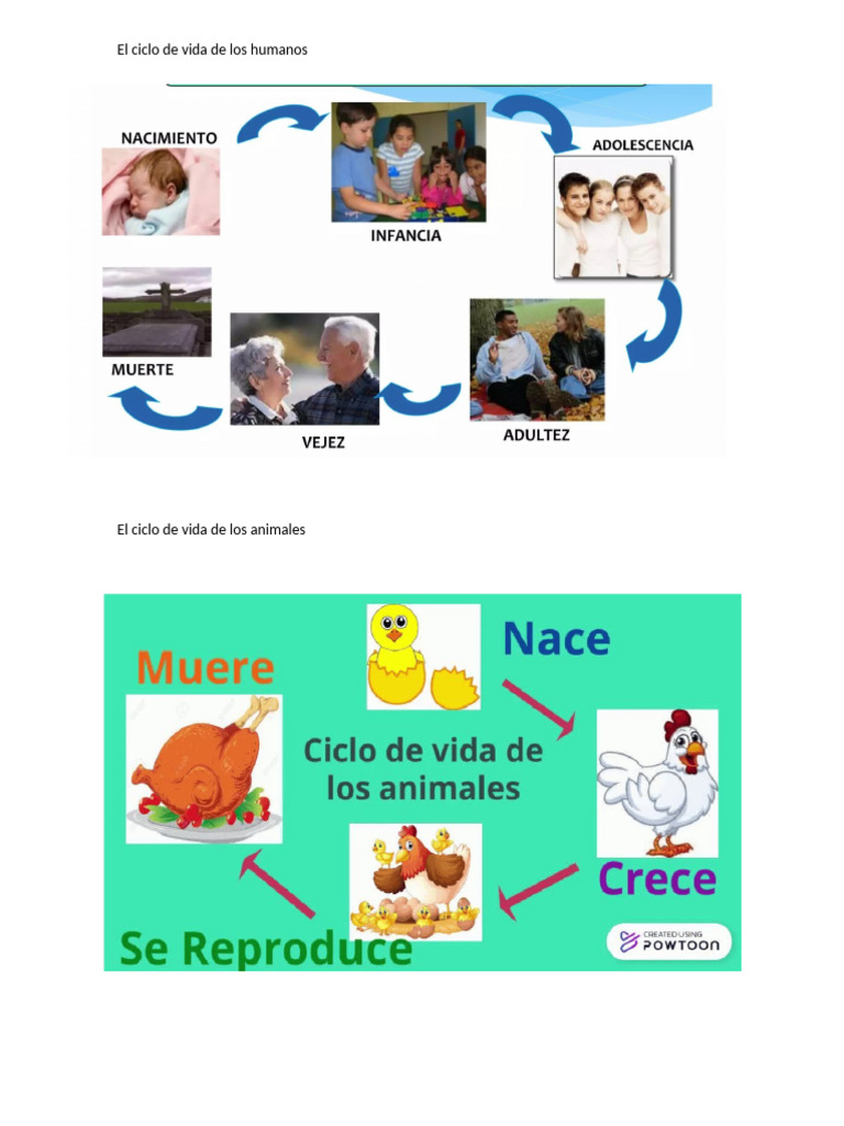 El Ciclo de Vida de Los Humanos | PDF
