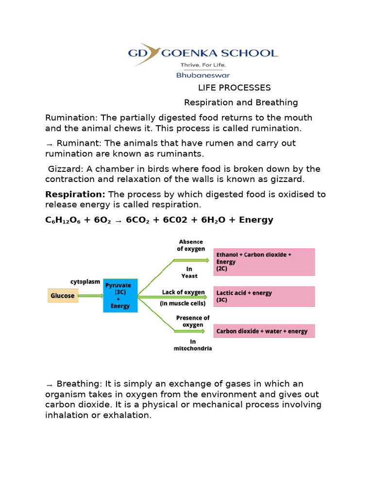 Grade 7 Life Process - Respiration Notes | PDF