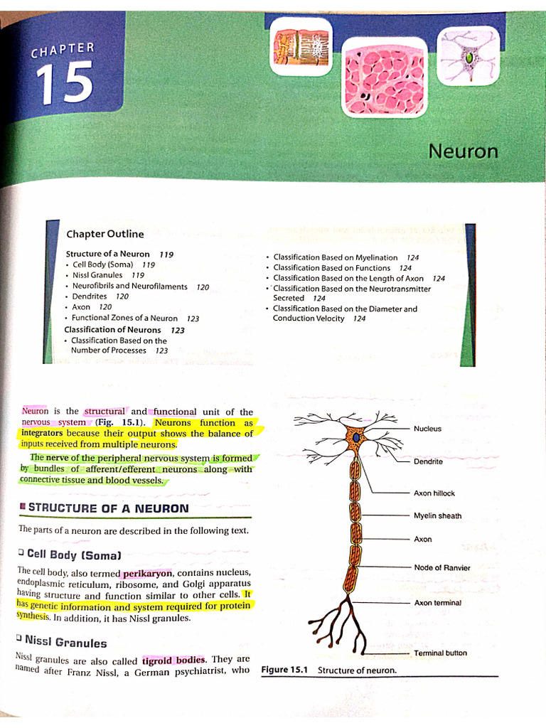 Physiology- Nerve Physiology | PDF