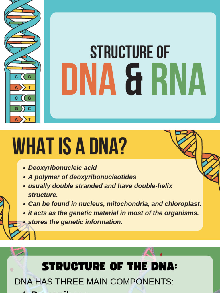 DNA RNA Structures | PDF | Rna | Dna