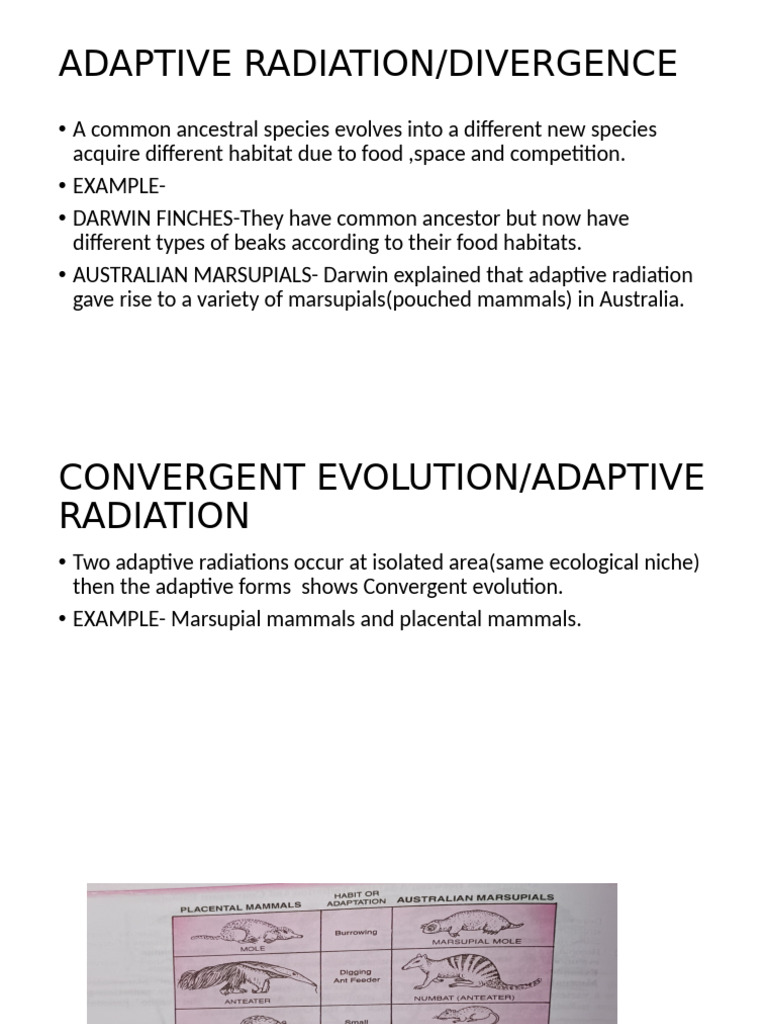 Adaptive Radiation and Evolution Examples | PDF
