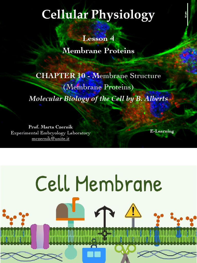 Lesson 4 Membrane Proteins | PDF | Cell Membrane | Transmembrane Protein