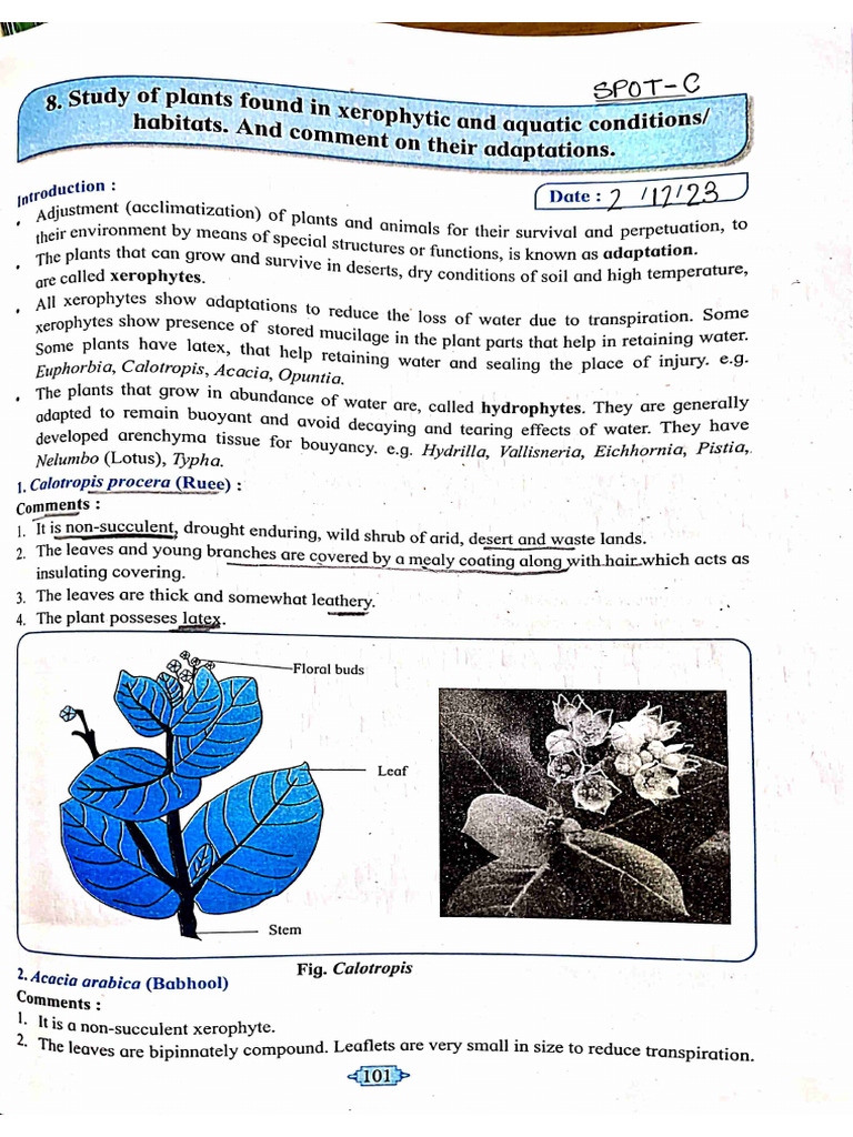 8) Study of Adaptation in Plants | PDF