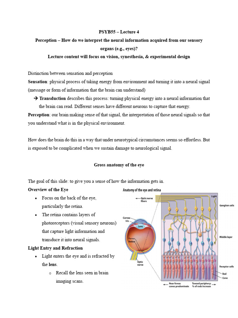 Lecture 4 PSYB55 | PDF | Visual Cortex | Retina