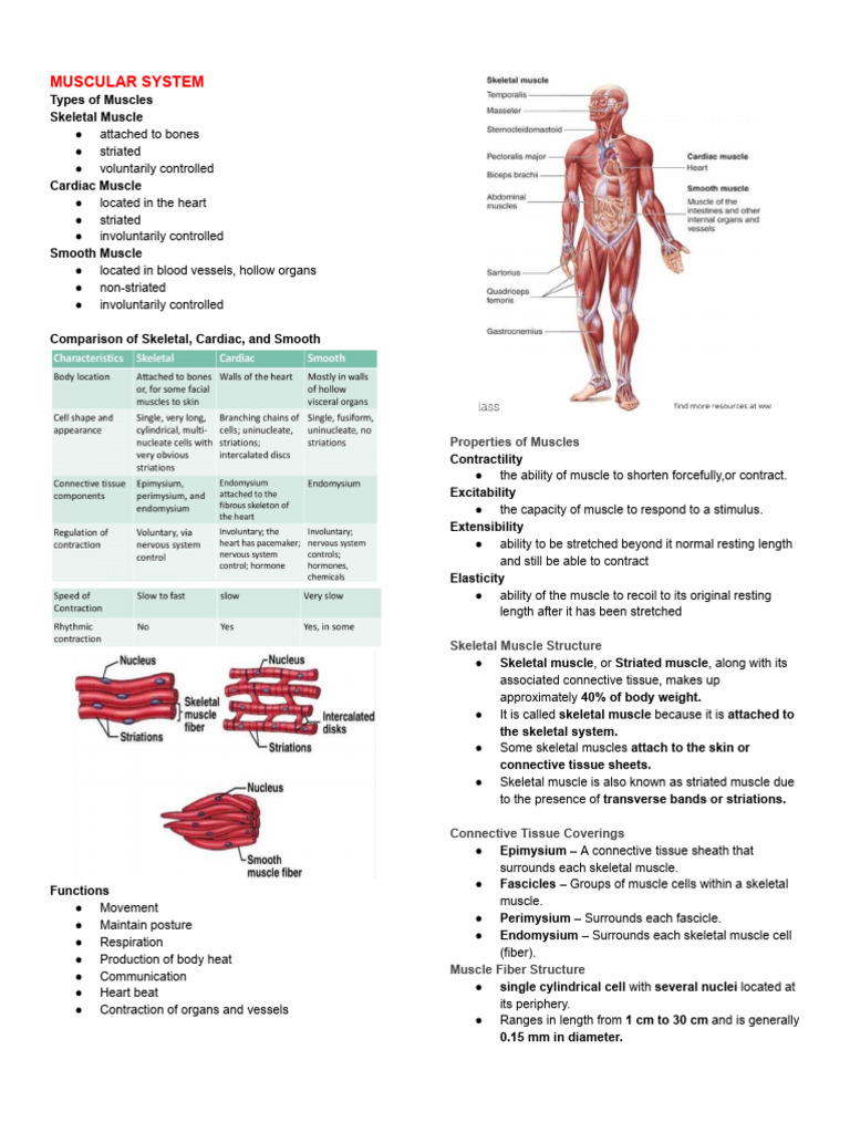 ANAPHY LAB WB | PDF | Pelvis | Anatomical Terms Of Motion