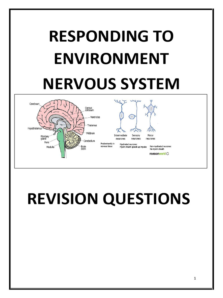 nervous system grade 12 | PDF | Nervous System | Nerve