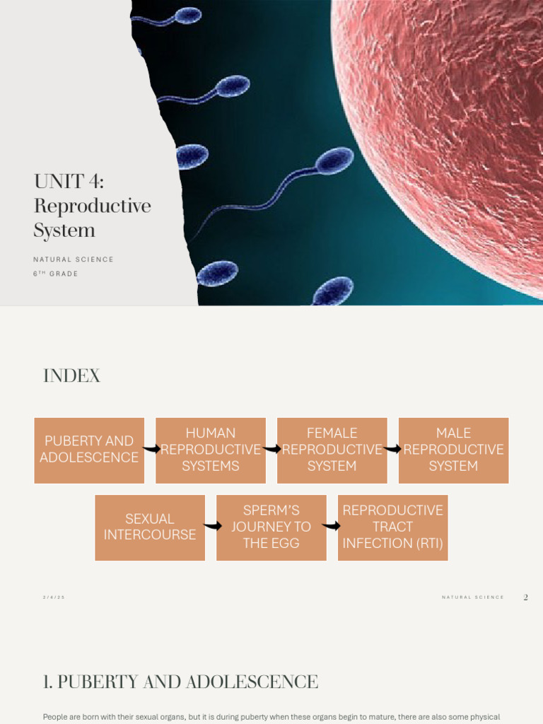 Unit 4. Reproductive System | PDF | Reproductive System | Prostate