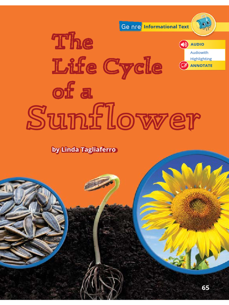 How Sunflowers Grow: A Life Cycle Guide | PDF | Organisms | Botany