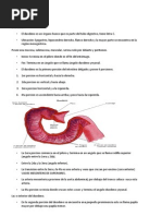 Punto de McBurney | Abdomen | Síntomas y signos