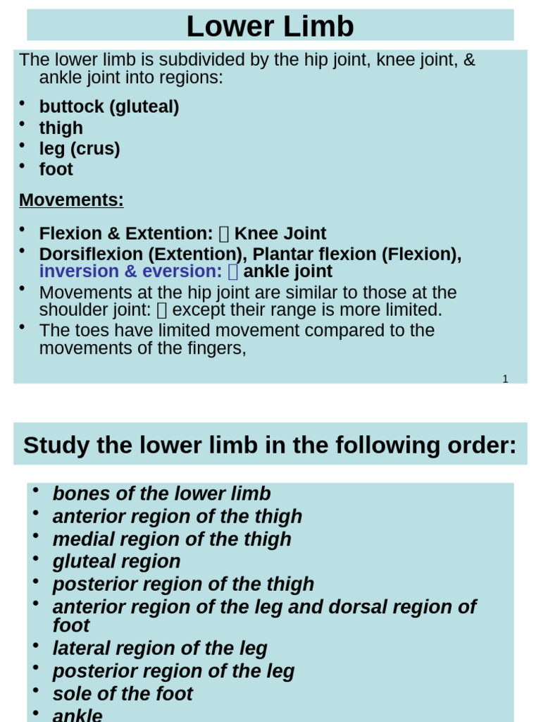 Anatomy and Functions of the Lower Limb | PDF | Foot | Human Leg