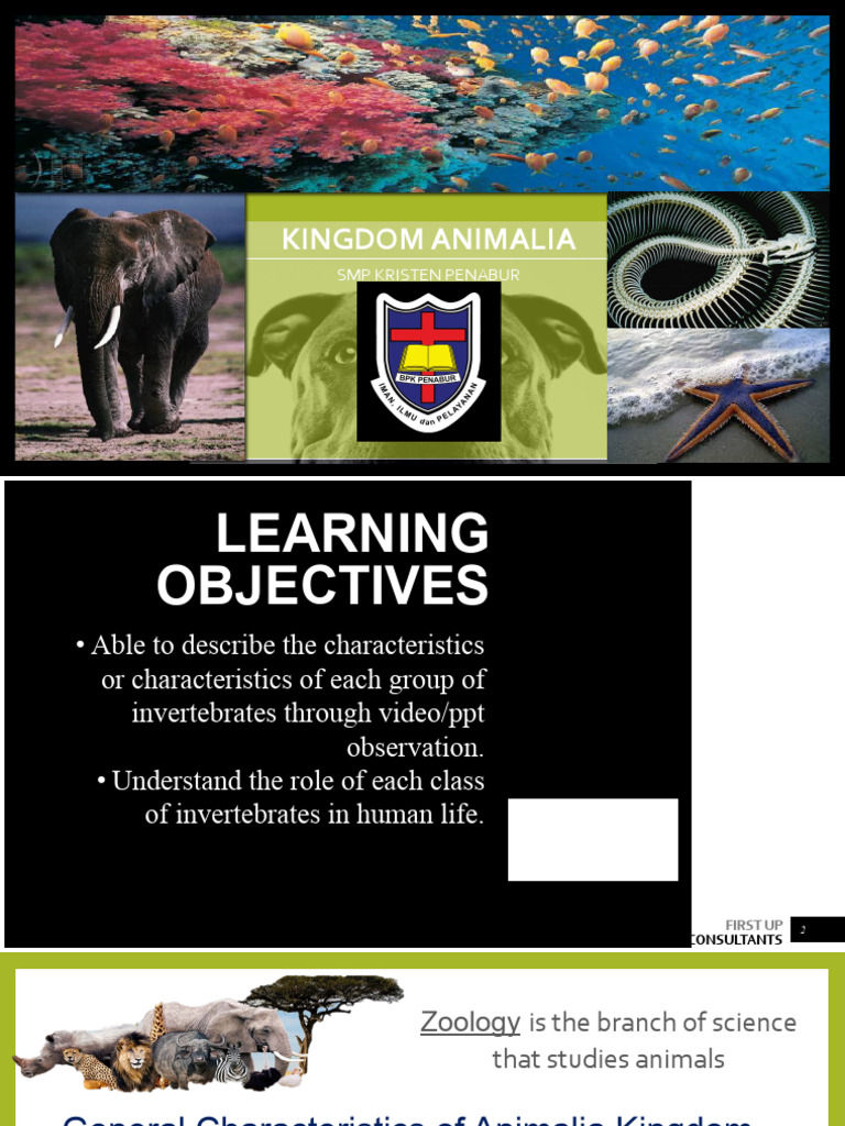 Animalia - Invertebrate Part 1 | PDF | Invertebrate | Mollusca