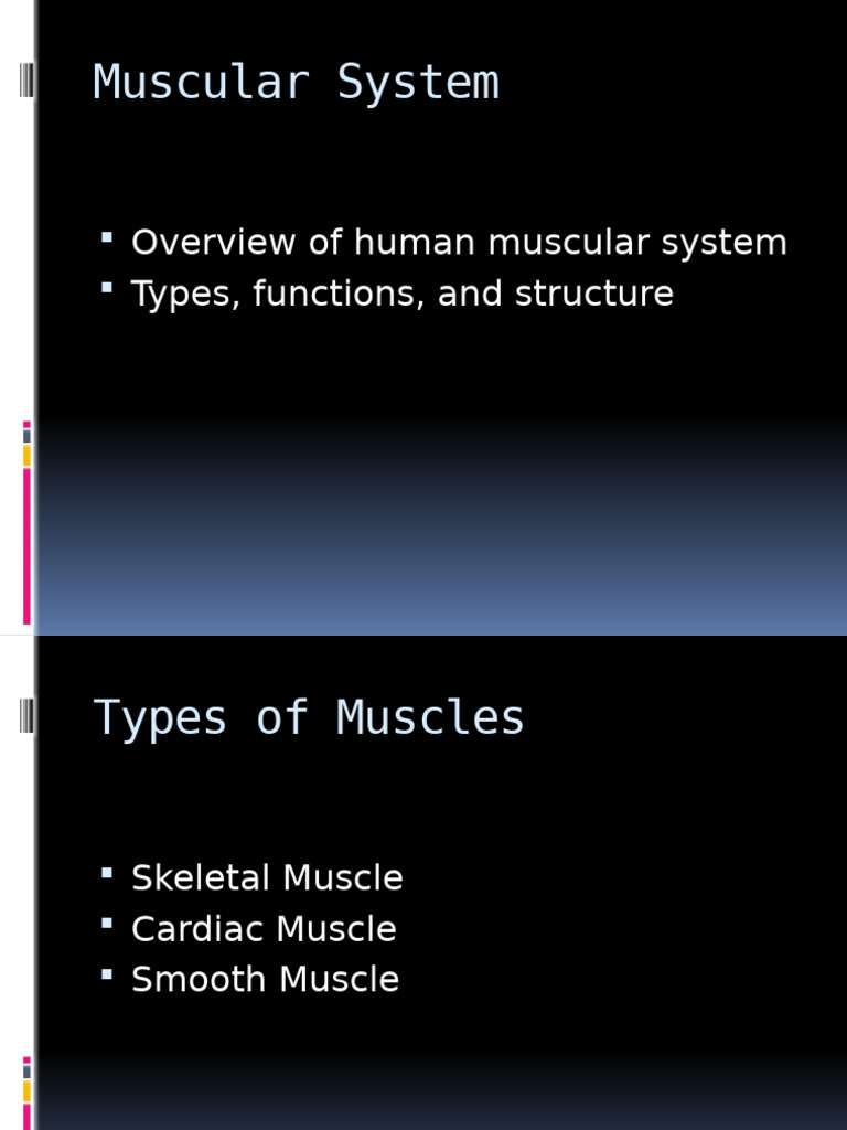 Overview of the Human Muscular System | PDF