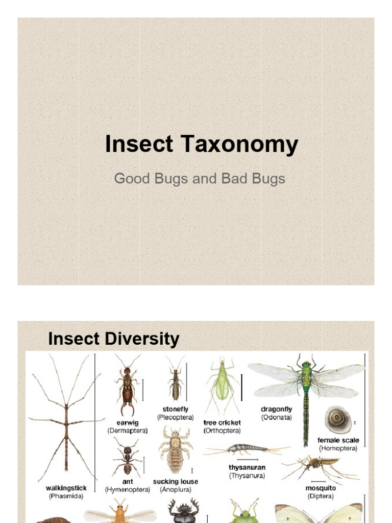 Insect Taxonomy | PDF | Insects | Hymenoptera