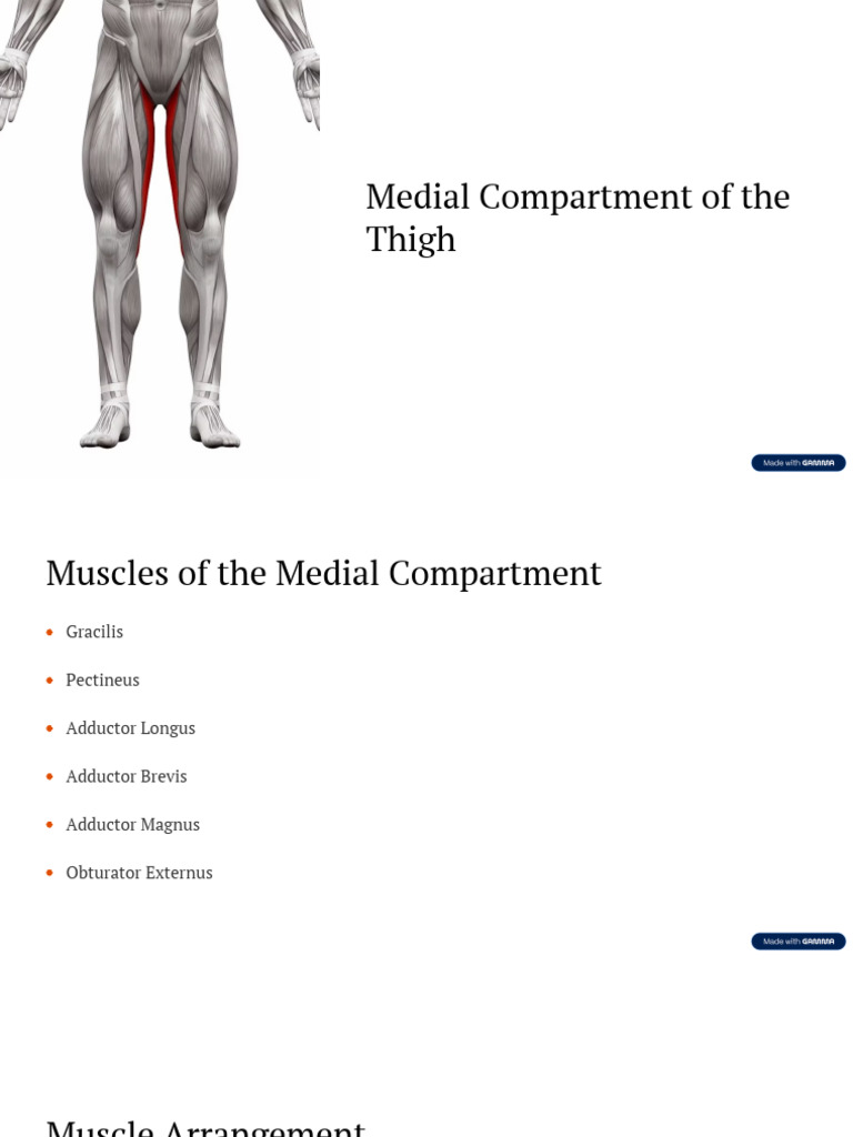 Medial Compartment of The Thigh | PDF | Lower Limb Anatomy | Limbs ...