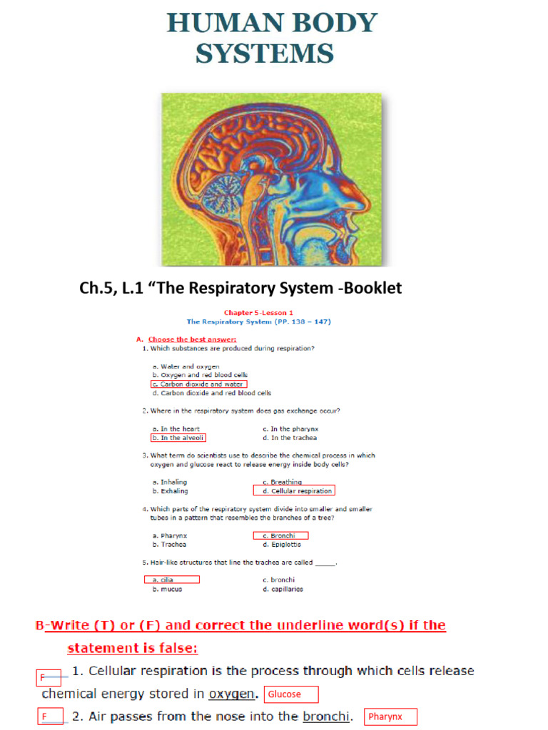 Ch.5, L.1 “the Respiratory System -Booklet | PDF