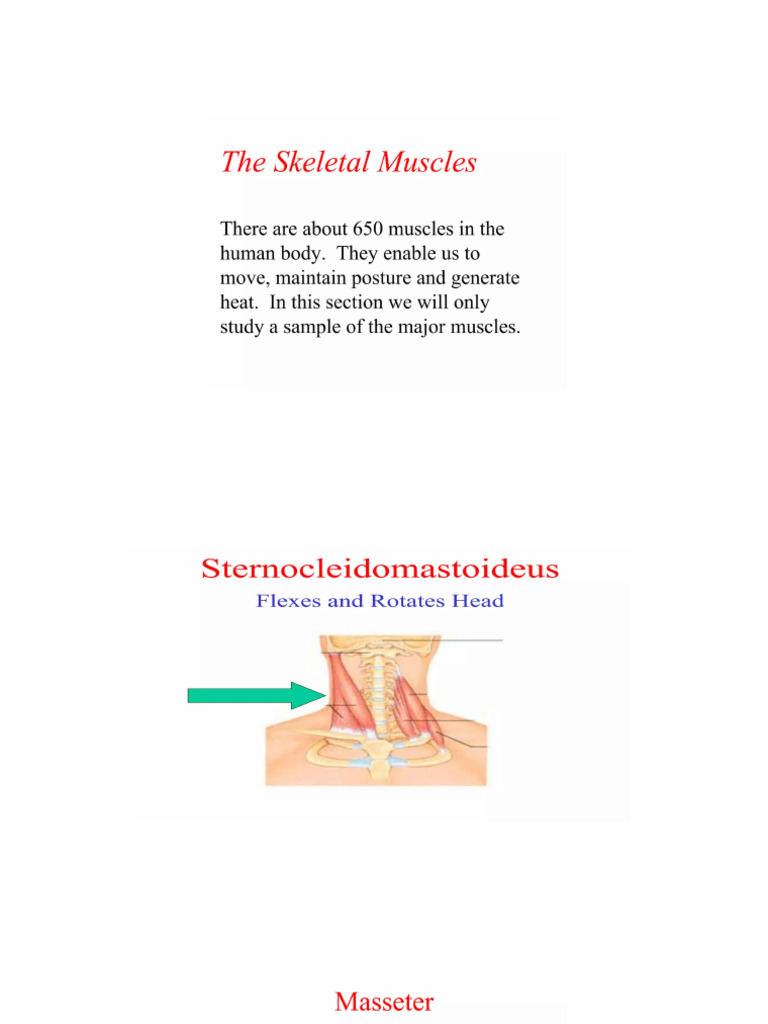 Pictures of Musclular System | PDF