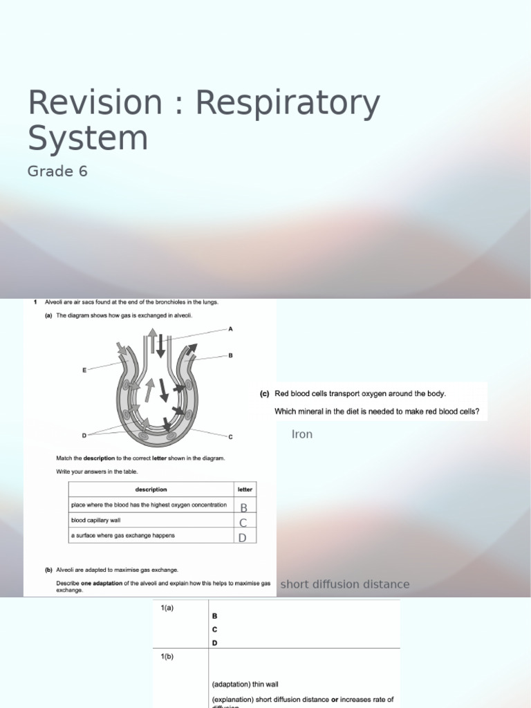 Grade 6 Respiratory System Overview | PDF