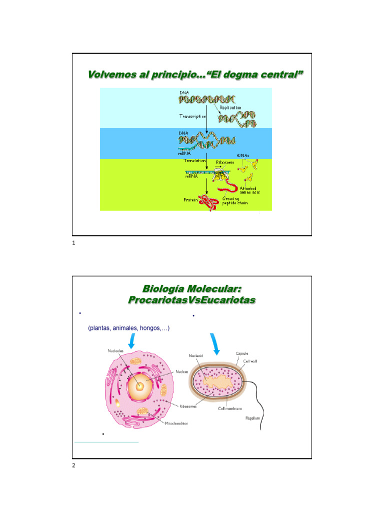 2024 Clase01 Introd Yeast Mamifero | PDF | Intron | Vector (Molecular Biology)