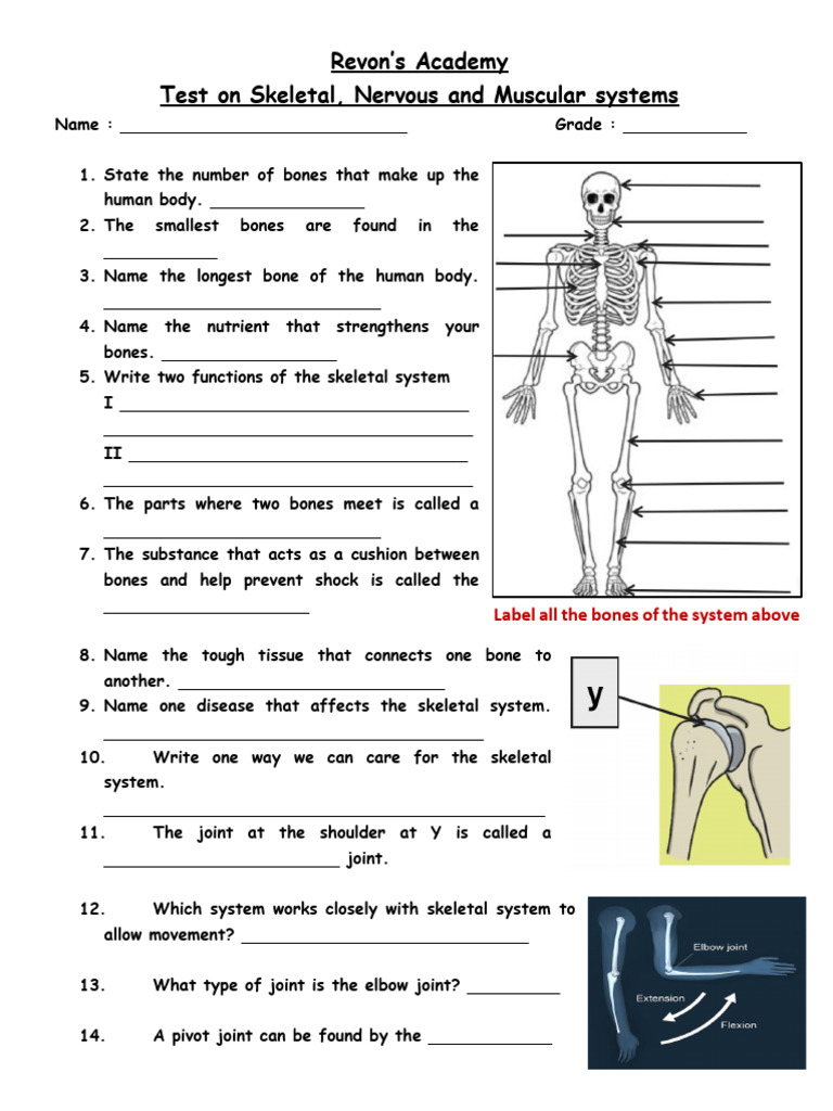 Test On Nervous, Muscular and Skseltal System | PDF | Muscle | Joint