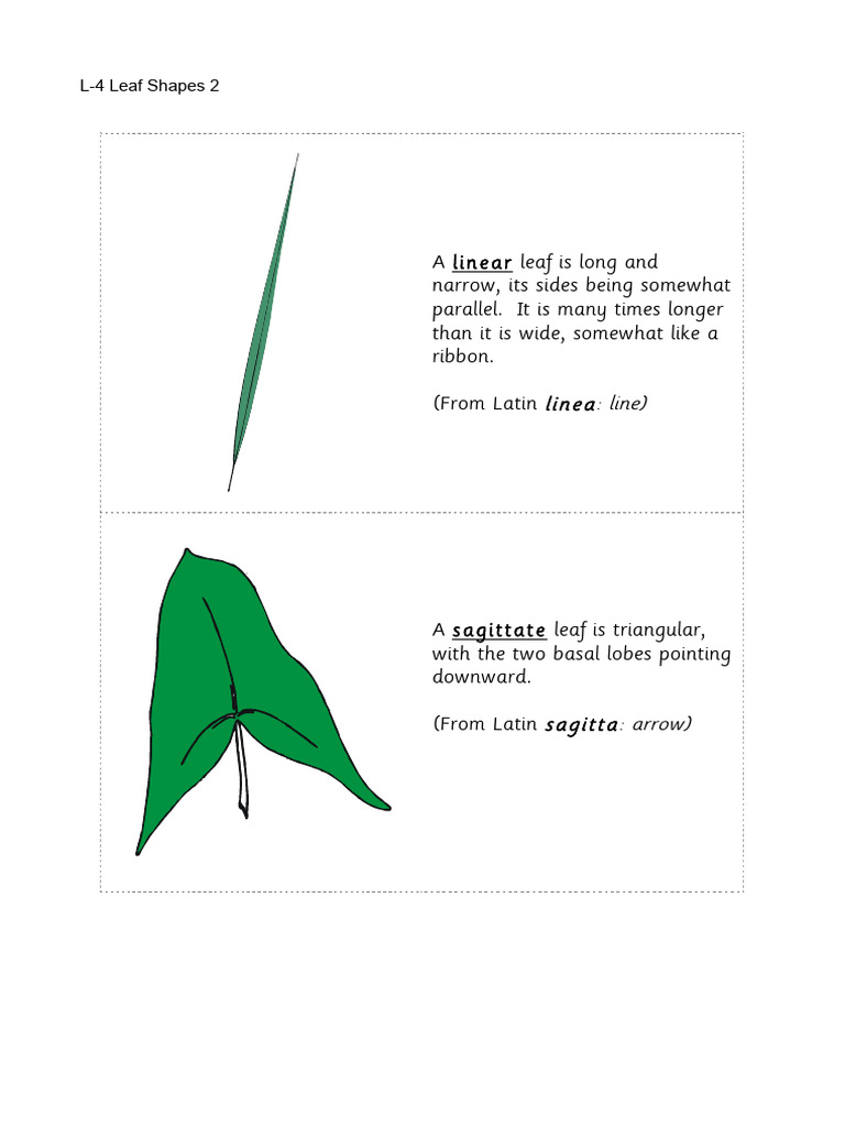 Types of Leaf Shapes Explained | PDF | Plants | Plant Morphology