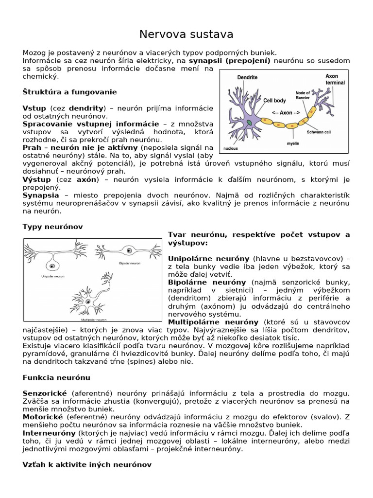 Nervová Sústava | PDF
