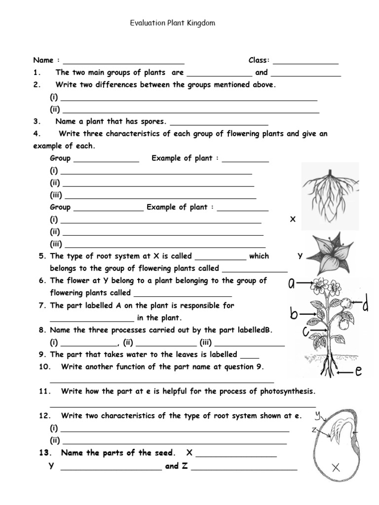 Plant Kingdom Evaluation Worksheet | PDF | Leaf | Plants