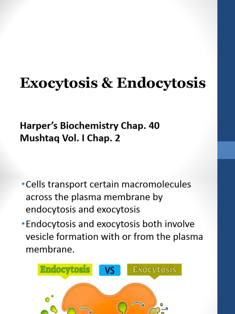 Exocytosis - Endocytosis | PDF | Vesicle (Biology And Chemistry) | Cell ...