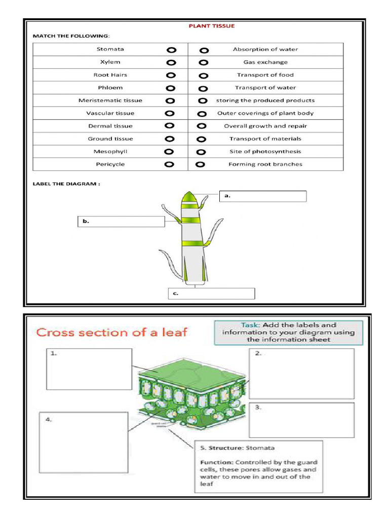 Plant Tissue | PDF
