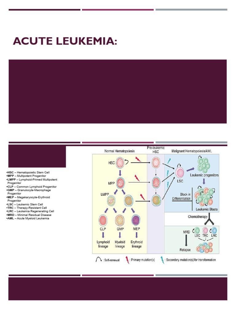 Acute Leukemia | PDF | Leukemia | Clinical Medicine
