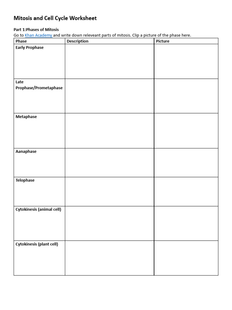 Mitosis and Cell Cycle Overview Worksheet | PDF | Cell Cycle | Mitosis