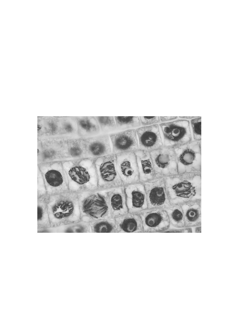 Mitotic Cell Cycle Exam Questions | PDF | Mitosis | Biology