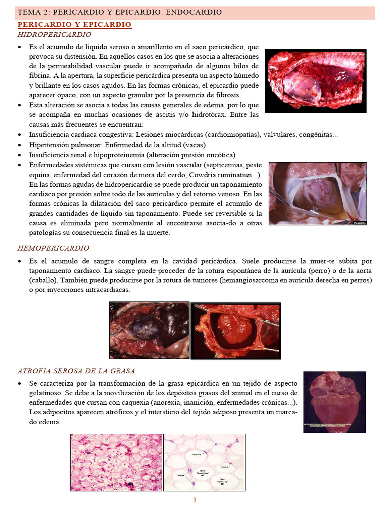Tema 2-1 | PDF | Corazón | Enfermedades y trastornos