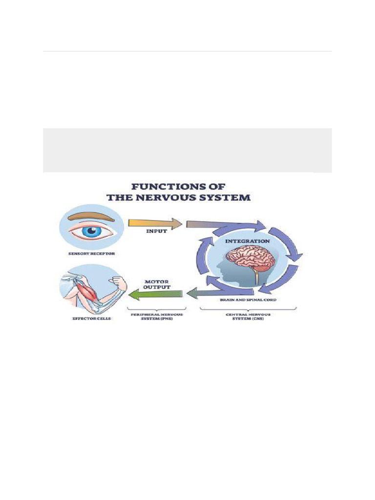Neuro Anatomy Lectures For 300 Level Medicine Students - 100056 | PDF ...