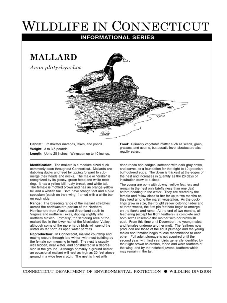 Mallard | PDF | Feather | Duck