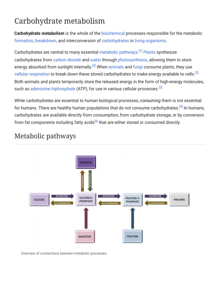 Carbohydrate Metabolism - Wikipedia | PDF | Glycolysis | Glycogen
