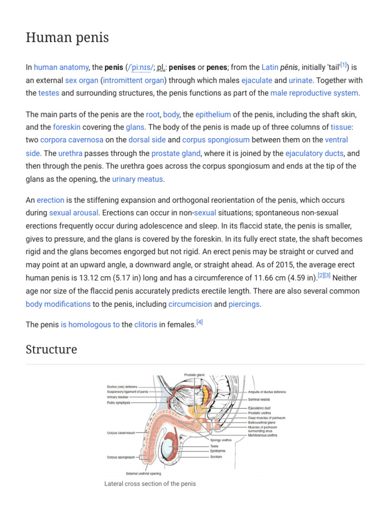 Human Penis - Wikipedia | PDF | Urination | Ejaculation