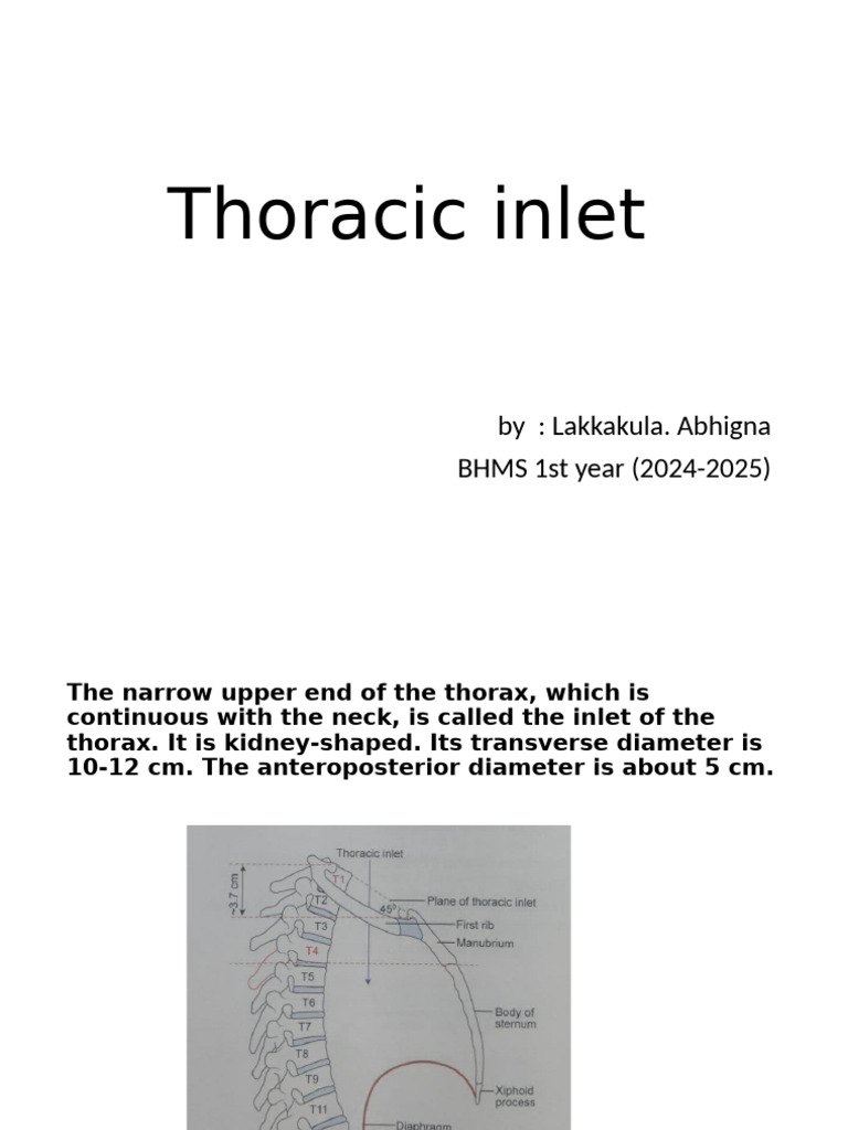 Thoracic Inlet | PDF | Human Anatomy | Thorax (Human Anatomy)